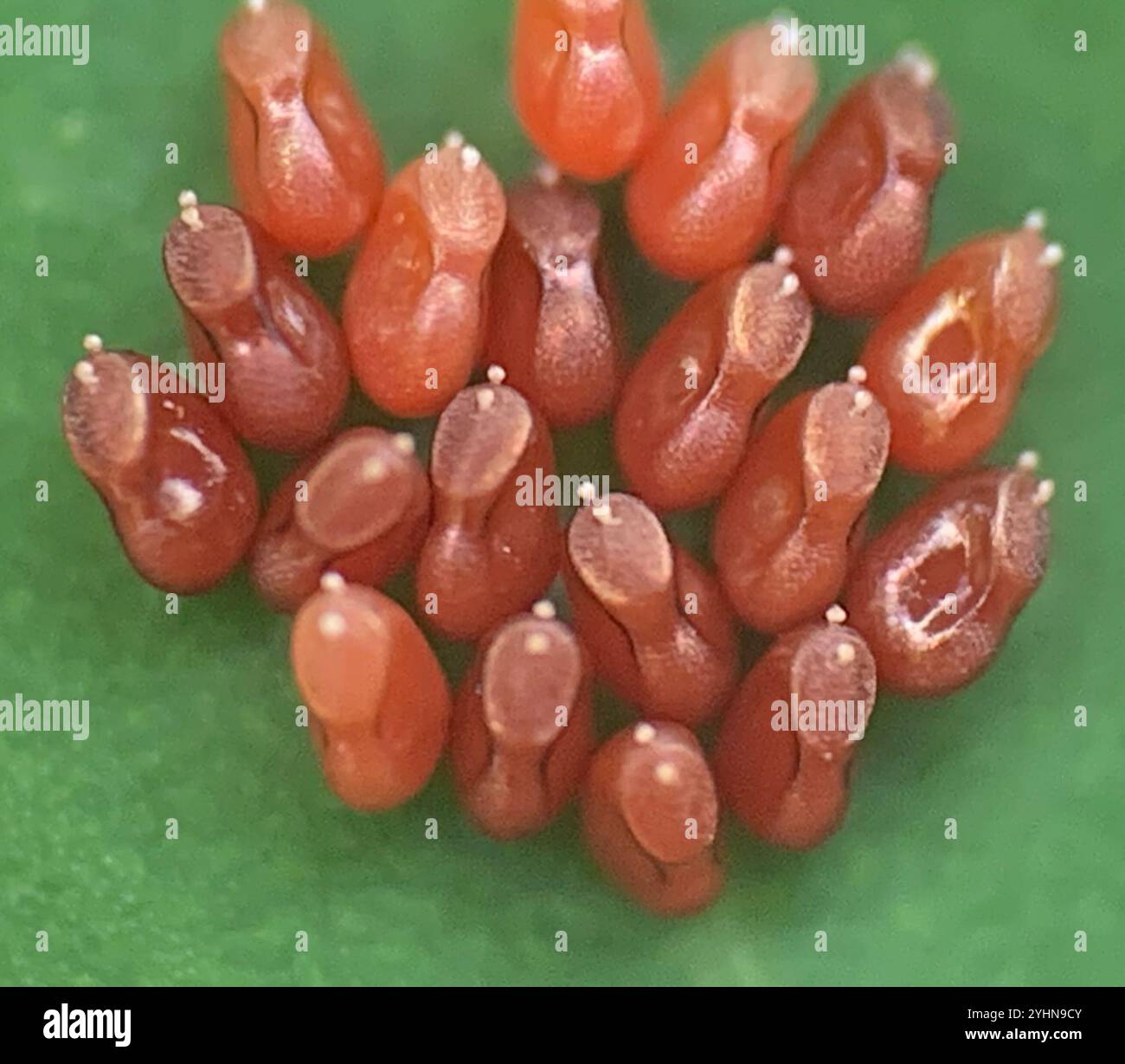 Leaf-footed Bugs and Allies (Coreoidea Stock Photo - Alamy