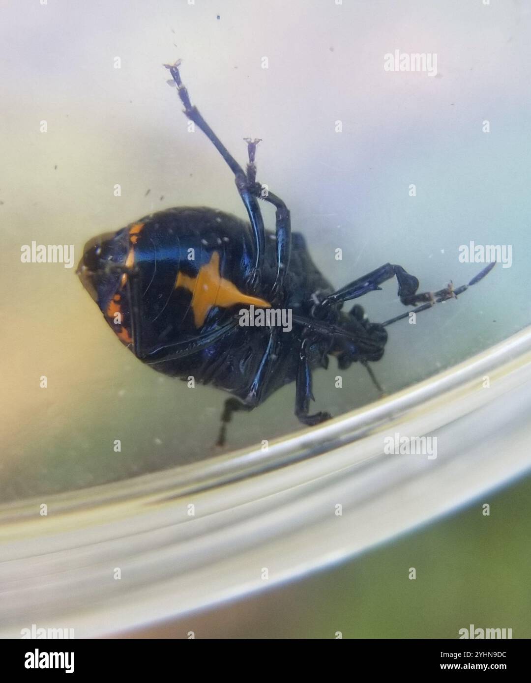 Anchor stink bug hi-res stock photography and images - Alamy