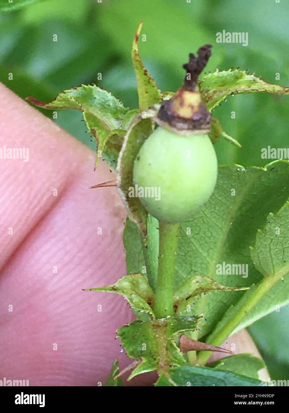 Memorial Rose (Rosa lucieae Stock Photo - Alamy