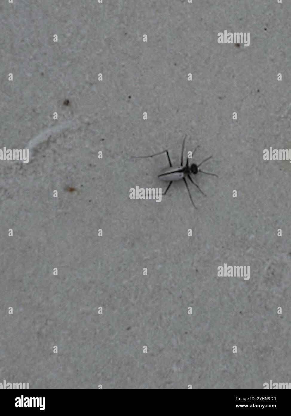 Eastern beach tiger beetle habroscelimorpha dorsalis hi-res stock ...