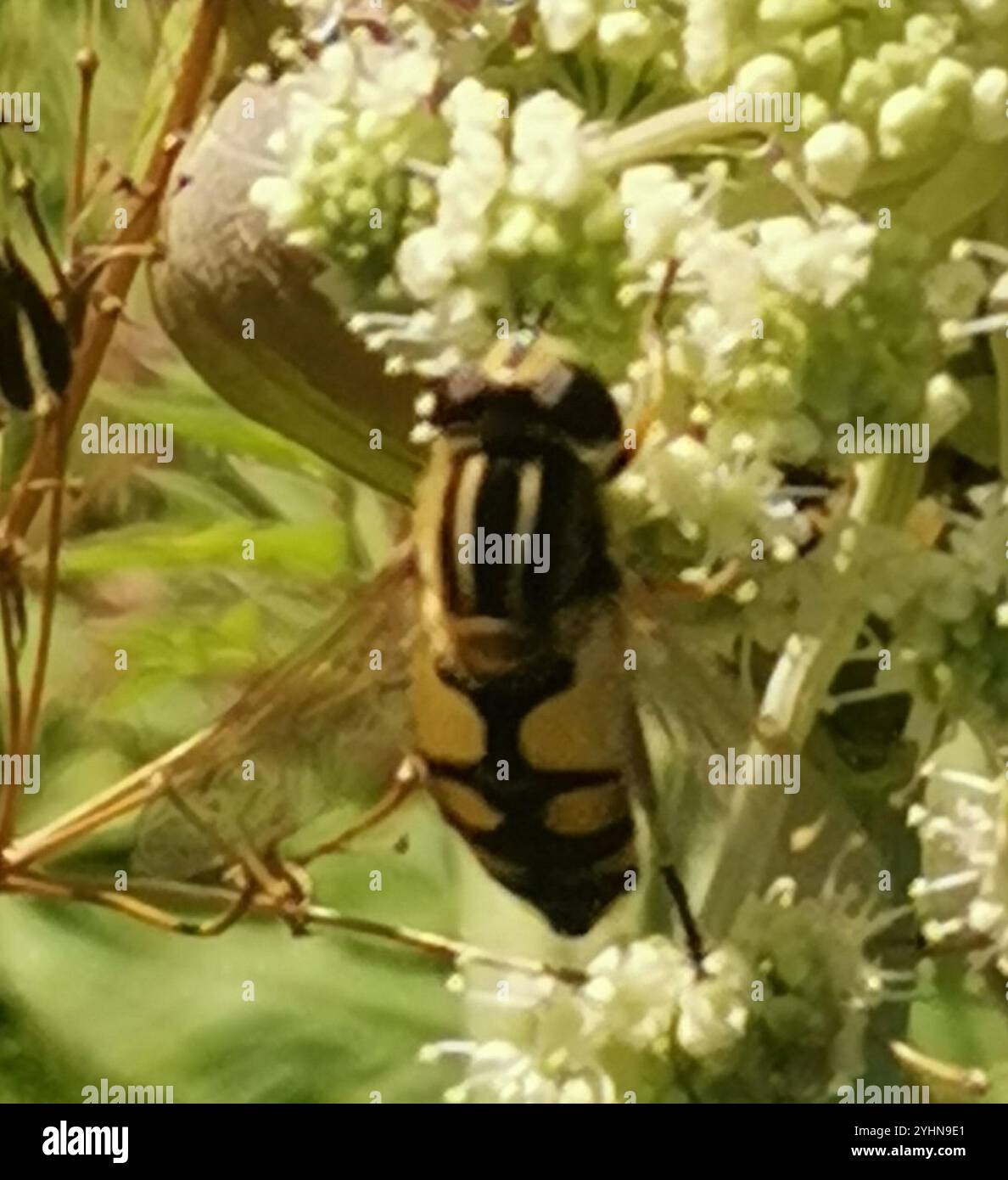 Sun Fly (Helophilus pendulus Stock Photo - Alamy