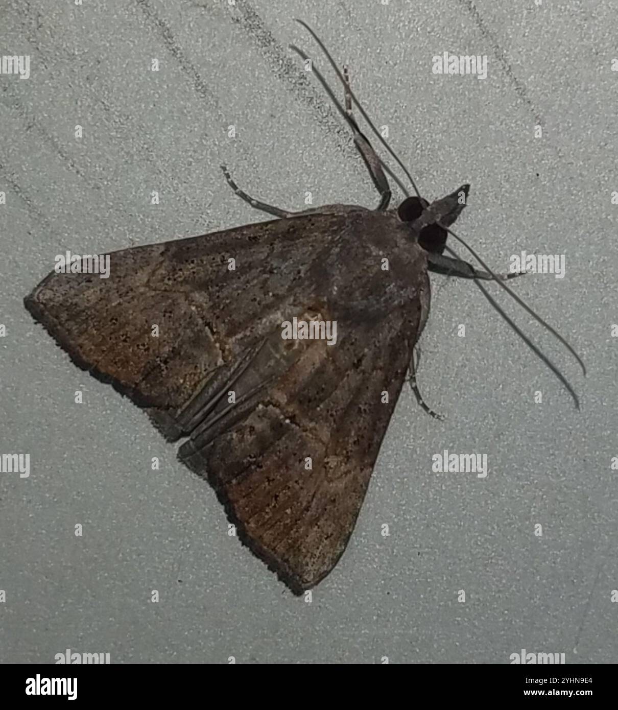 Green Cloverworm Moth (Hypena scabra Stock Photo - Alamy