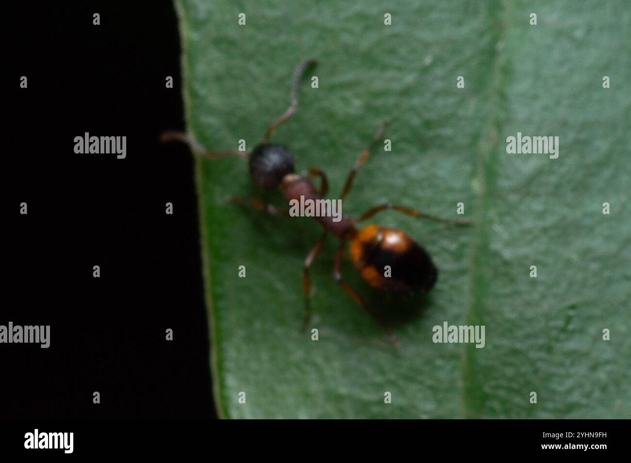 Mottled Odorous Ant (Dolichoderus plagiatus Stock Photo - Alamy