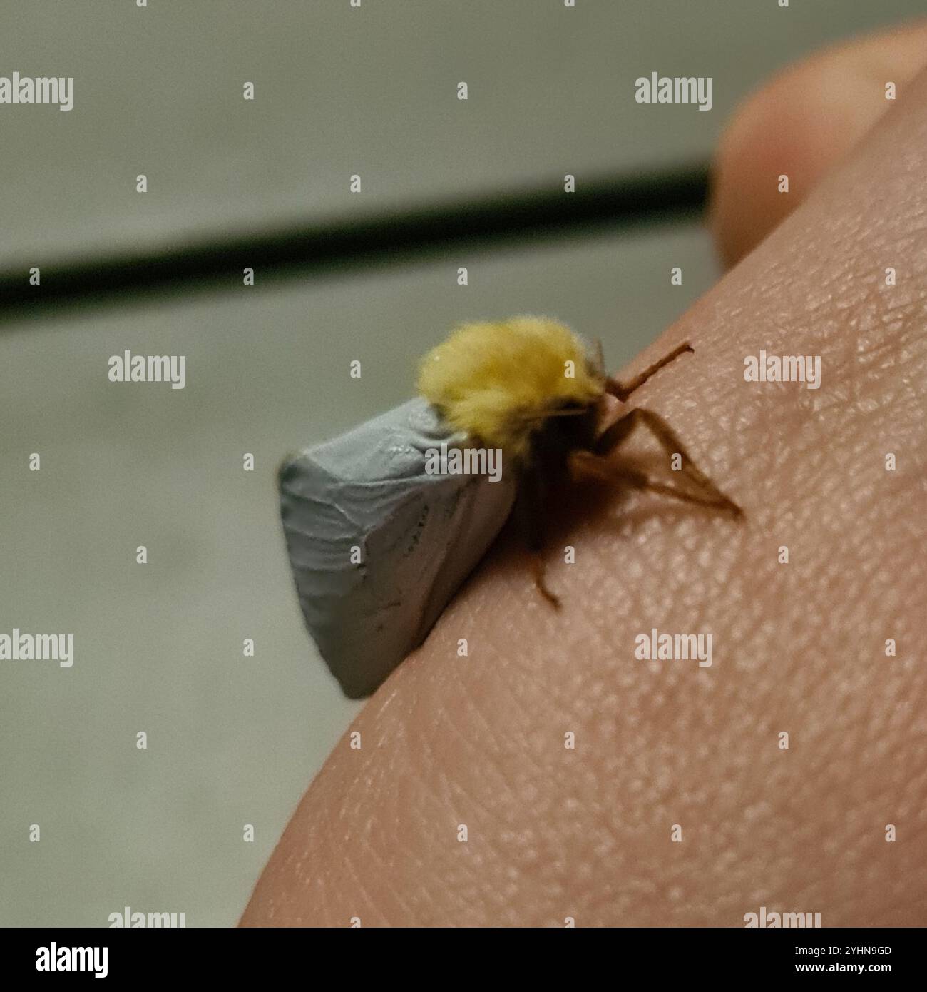 Ghost moth hepialus humuli hi-res stock photography and images - Alamy