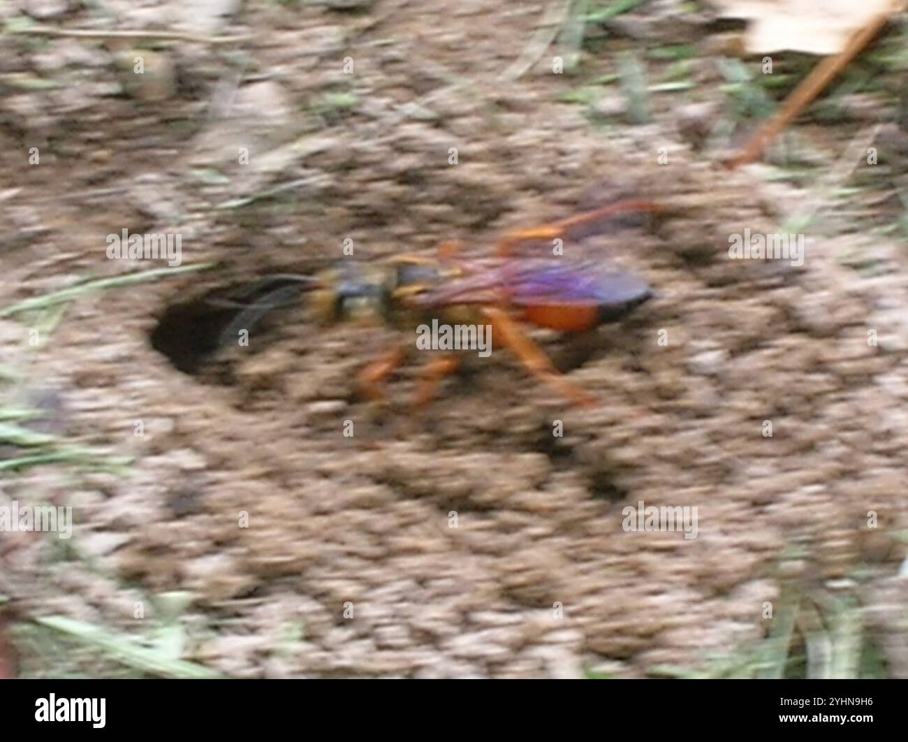 Marbled Salamander (Ambystoma opacum Stock Photo - Alamy