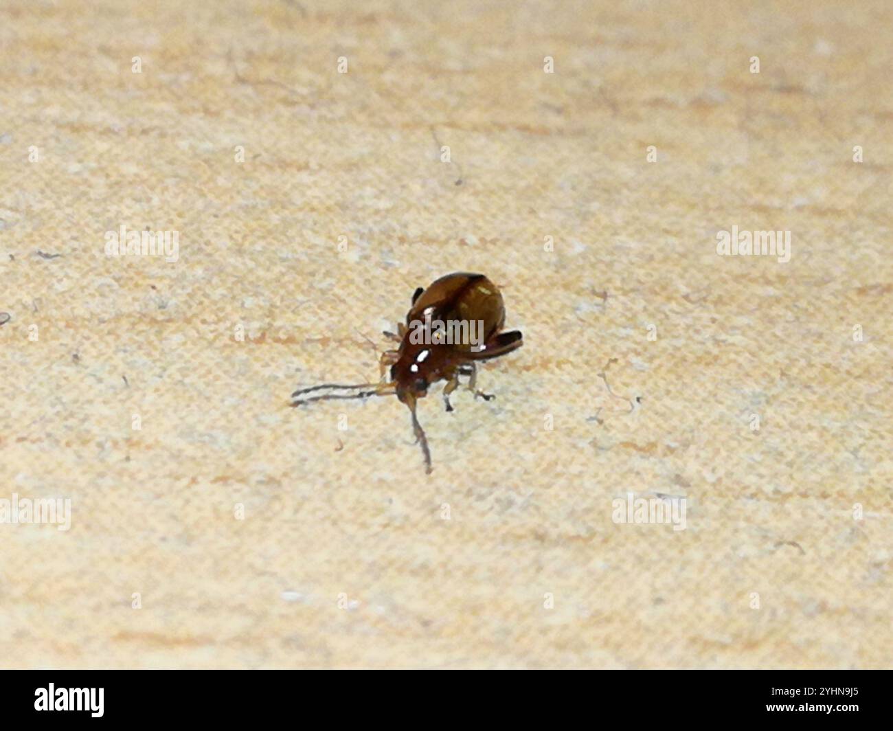 Longitarsus hi-res stock photography and images - Alamy