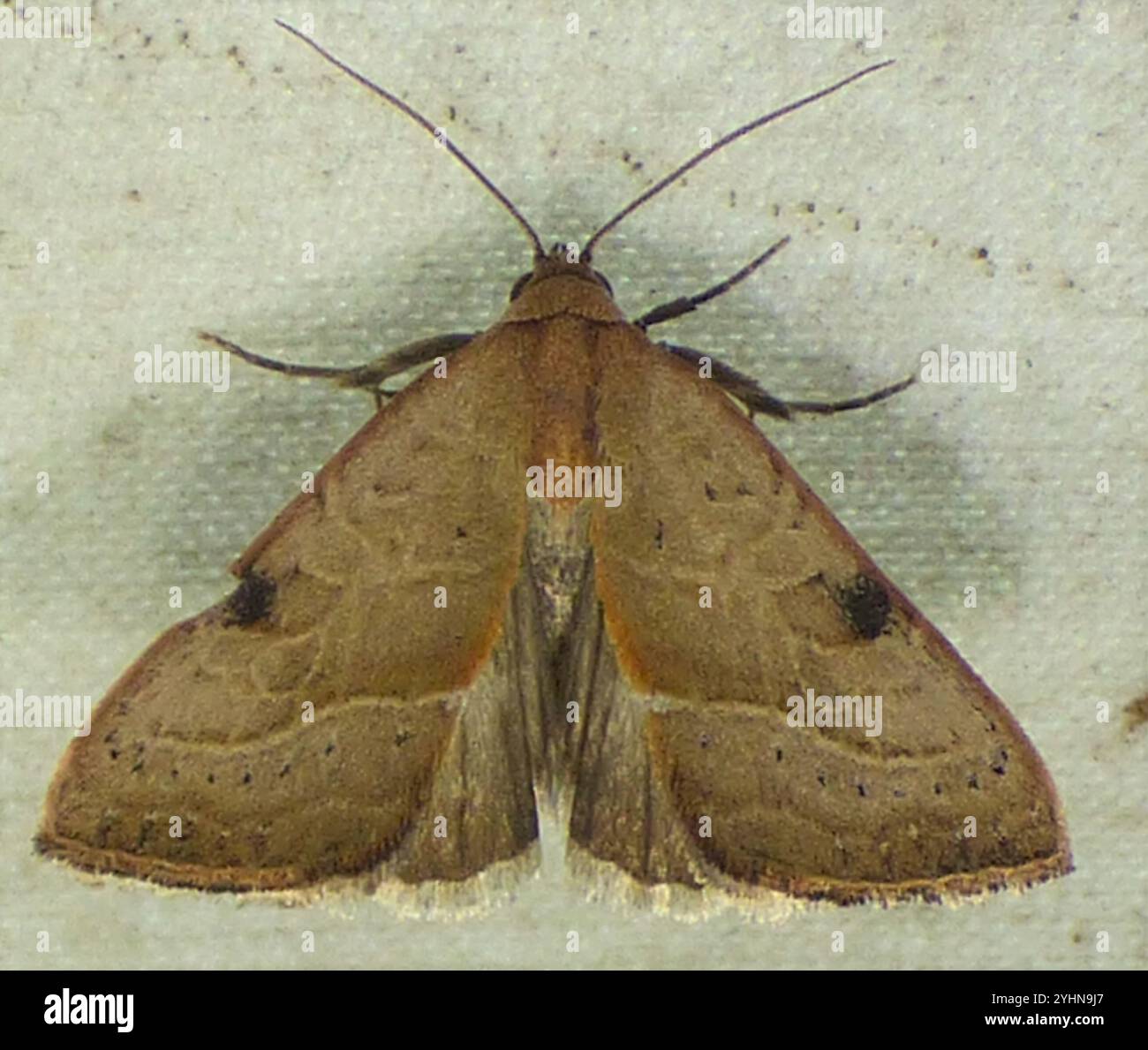 Wedgling Moth (Galgula partita Stock Photo - Alamy