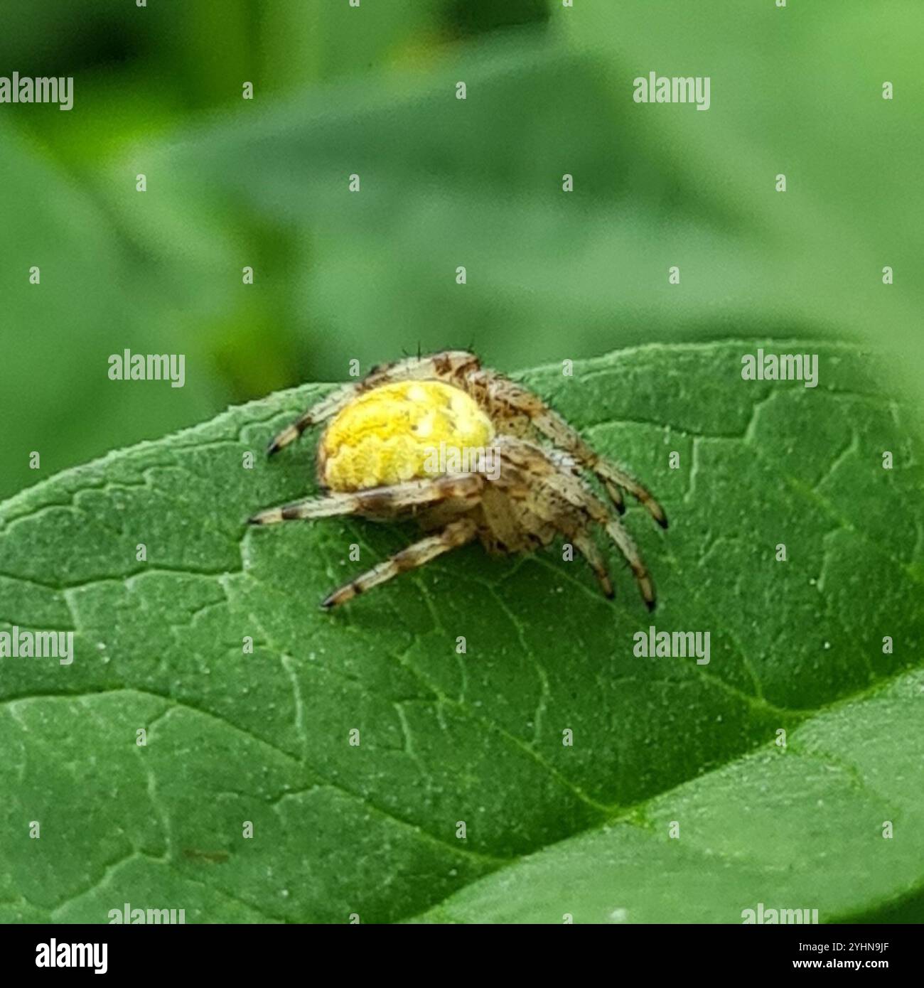 Four-spot Orbweaver (Araneus quadratus Stock Photo - Alamy