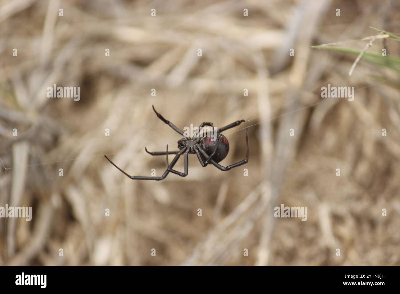 Widow Spiders (Latrodectus Stock Photo - Alamy