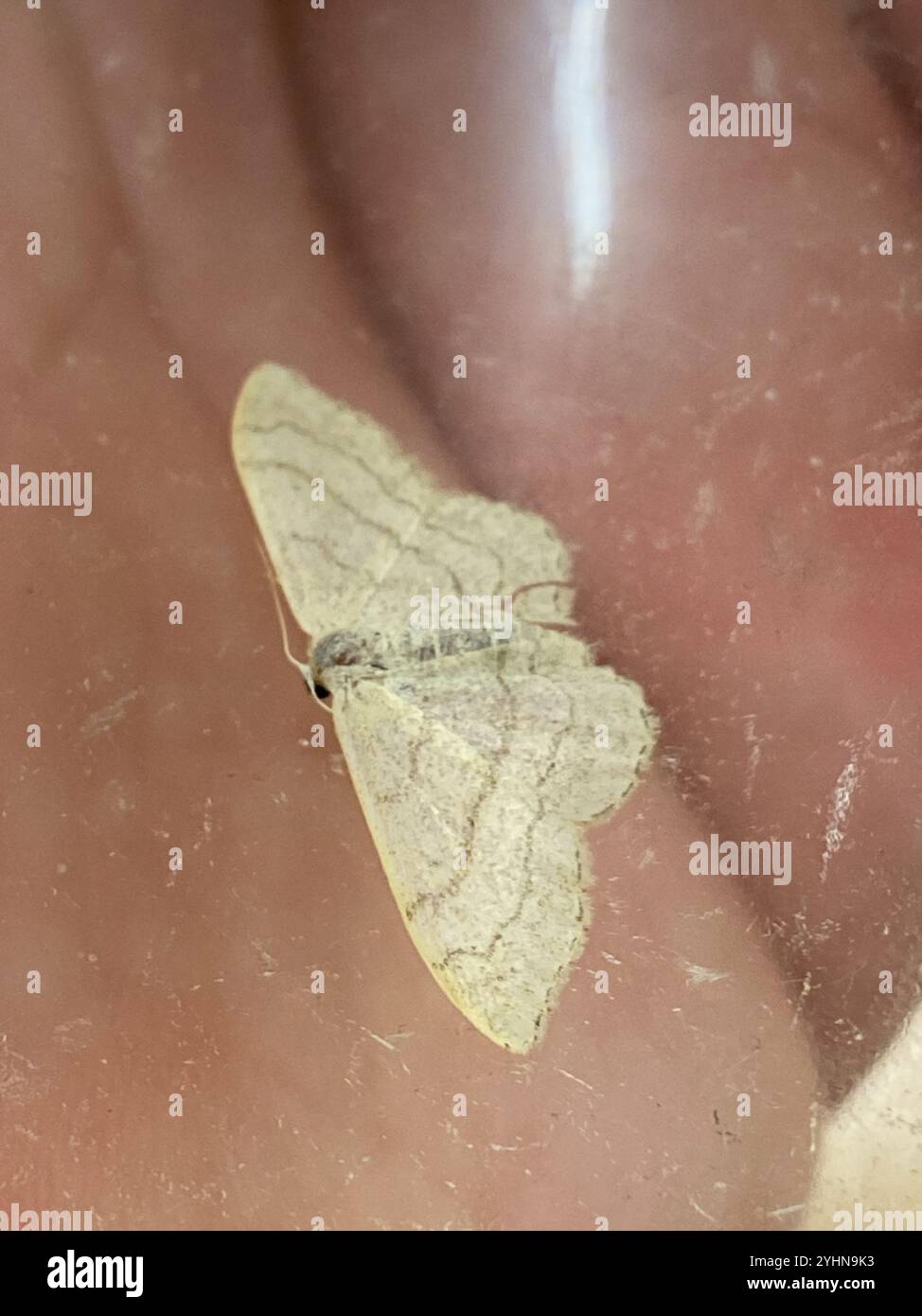 Riband Wave (Idaea aversata Stock Photo - Alamy