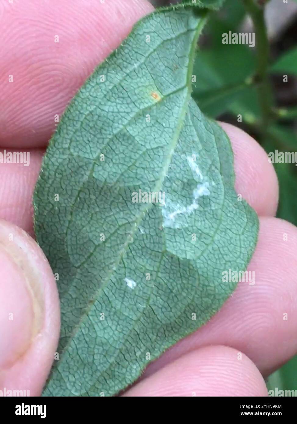 Infirma hi-res stock photography and images - Alamy