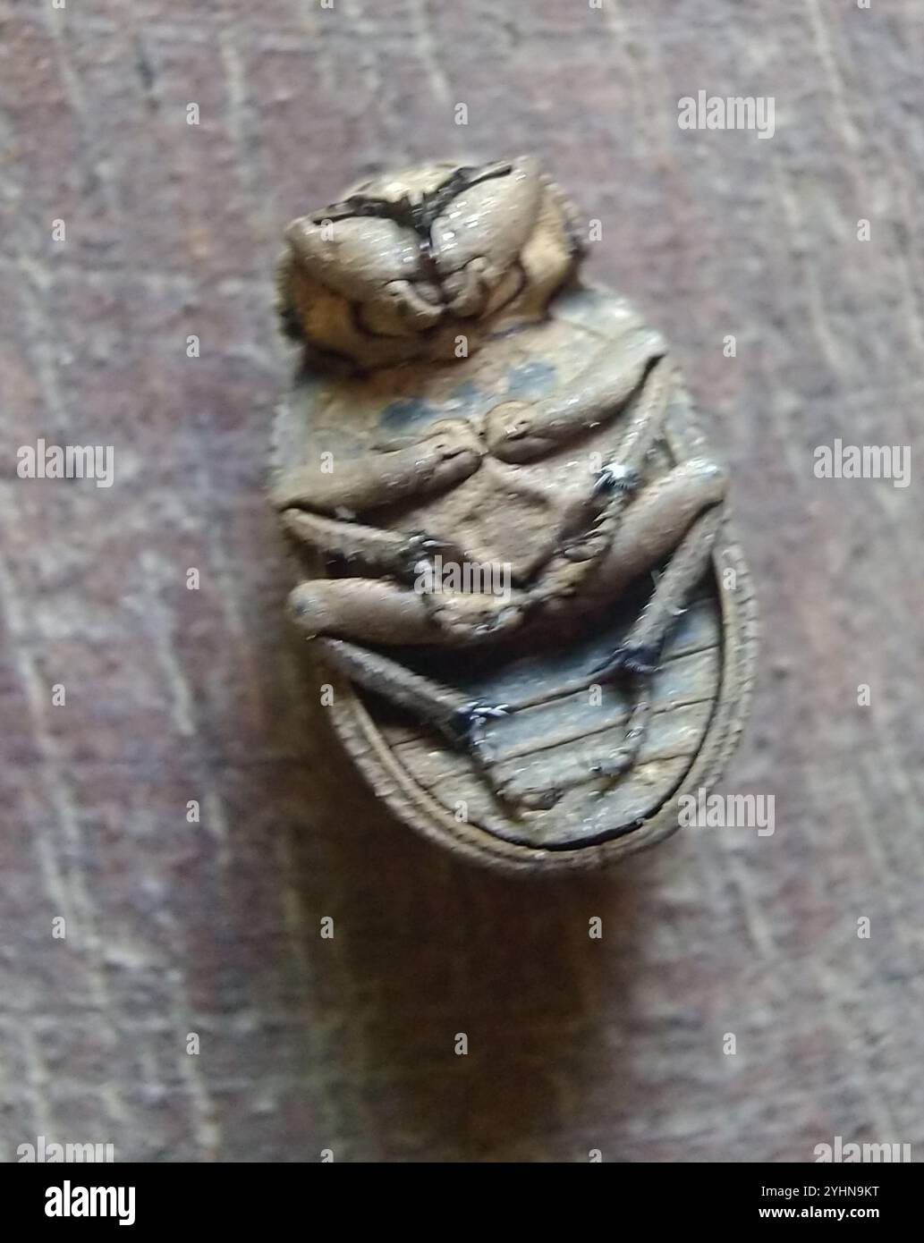 Carcass Beetles (Omorgus Stock Photo - Alamy