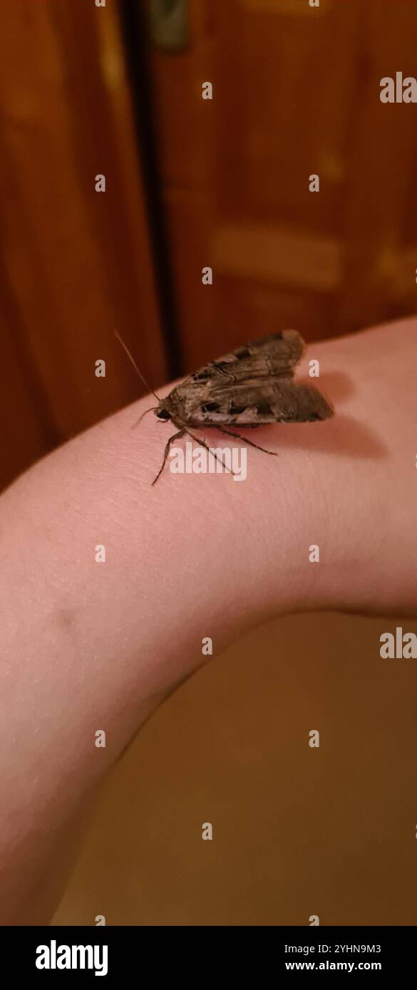 Double Square-spot (Xestia triangulum Stock Photo - Alamy