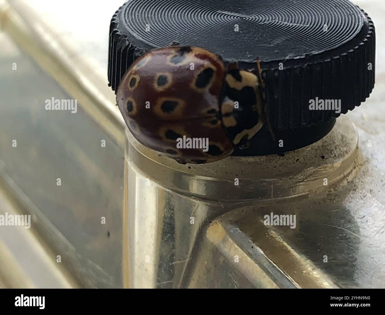 Eye spotted lady beetle hi-res stock photography and images - Alamy