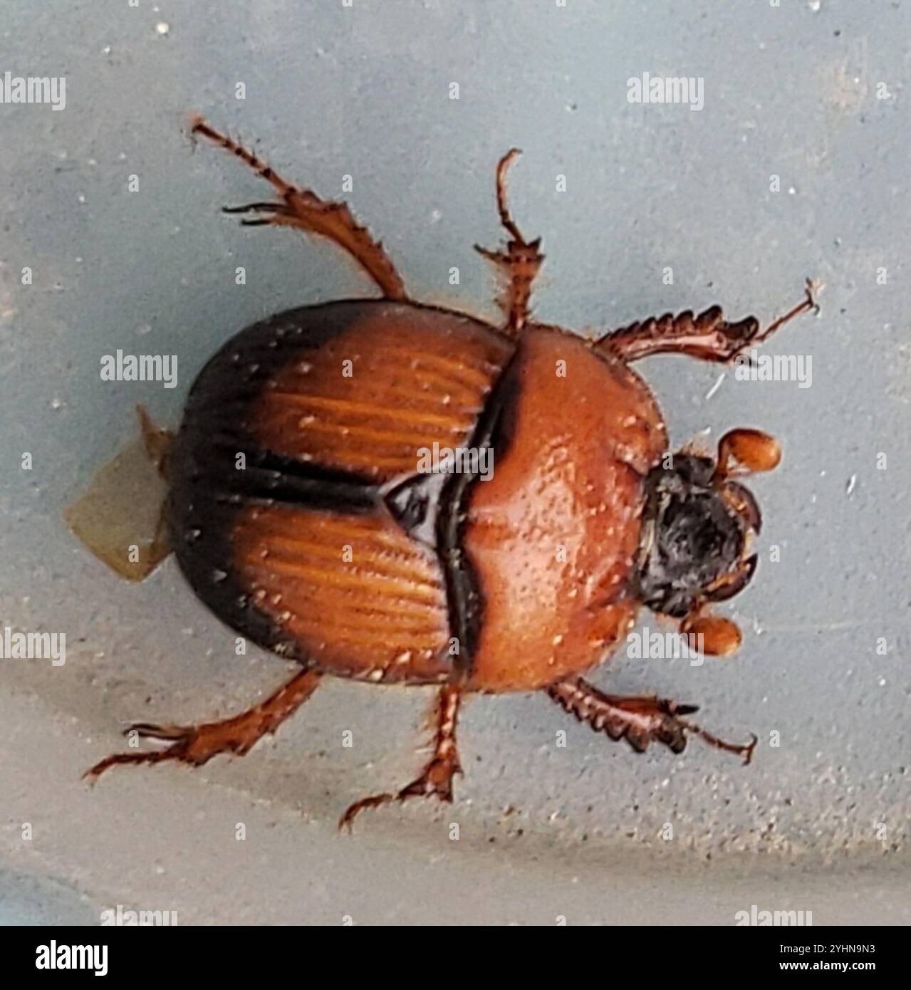 Bruner's Earth-boring Scarab Beetle (Bolbocerosoma bruneri Stock Photo ...