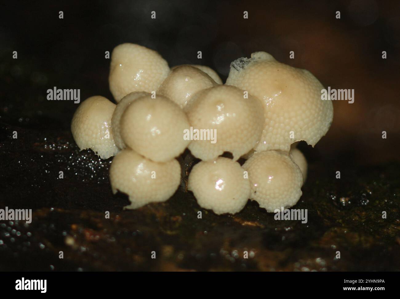Favolaschia manipularis hi-res stock photography and images - Alamy