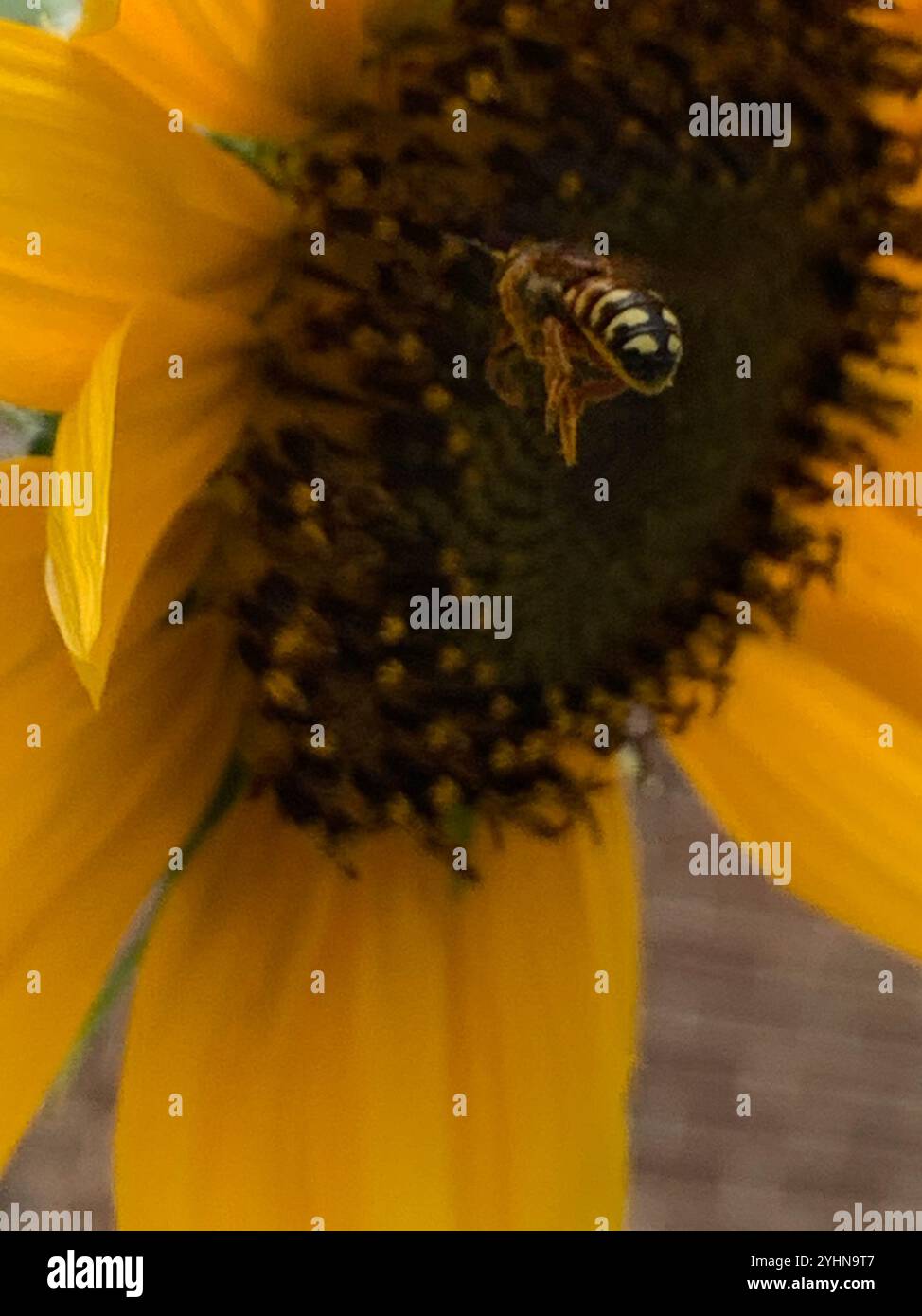 Curved Pebble Bee (Dianthidium curvatum Stock Photo - Alamy