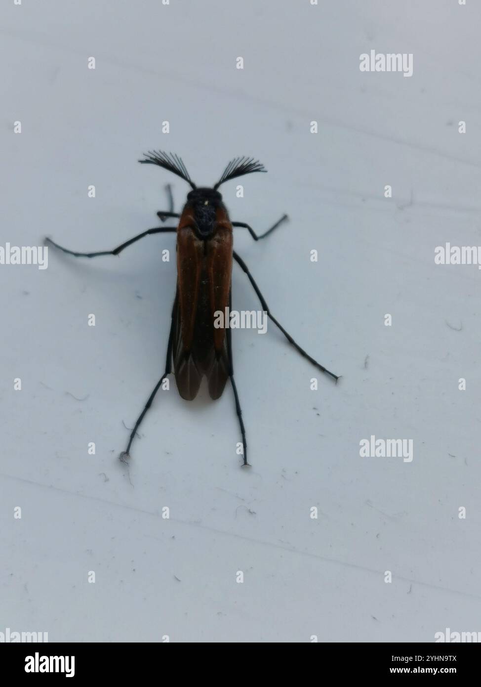 Wasp Nest Beetle (Metoecus paradoxus Stock Photo - Alamy