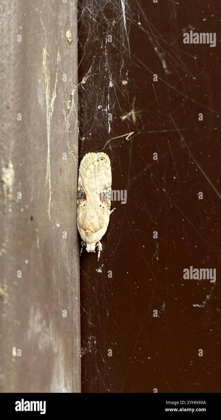 Poison hemlock moth (Agonopterix alstroemeriana Stock Photo - Alamy