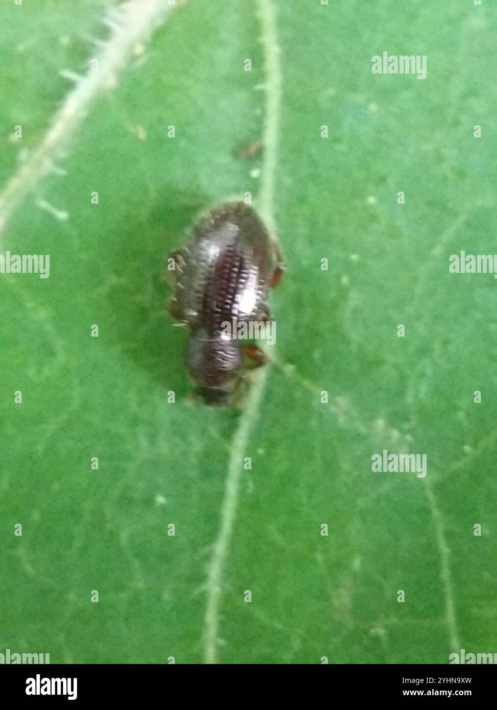 Hairy Spider Weevil (Barypeithes pellucidus Stock Photo - Alamy