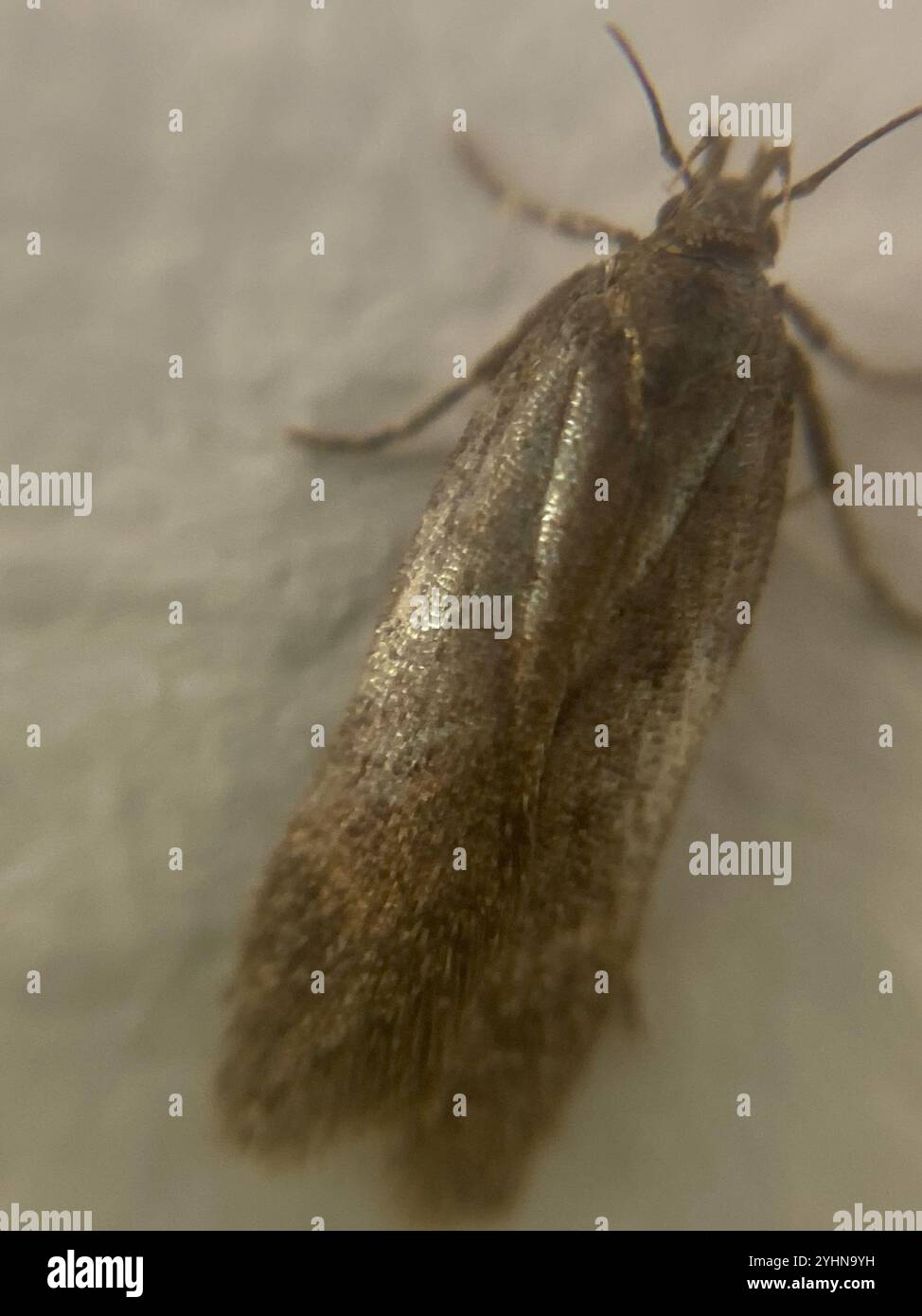 Twirler Moths (Gelechiidae Stock Photo - Alamy