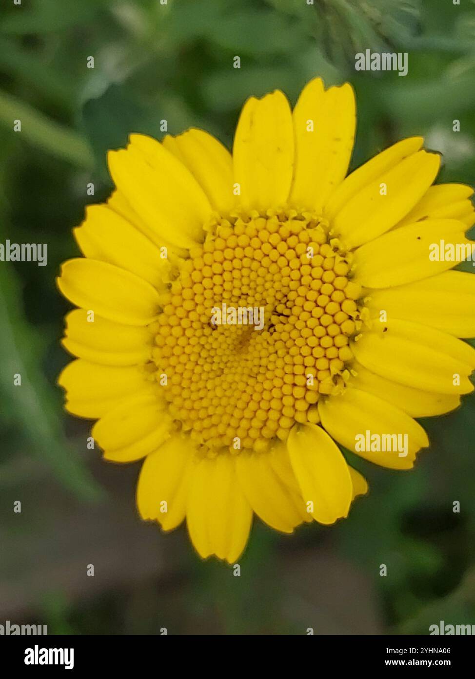 Corn Marigold (Glebionis segetum Stock Photo - Alamy