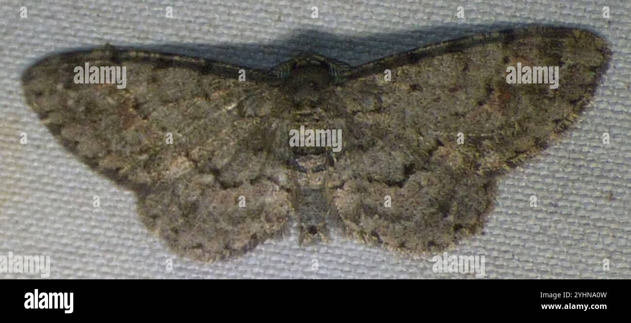 Texas Gray (Glenoides texanaria Stock Photo - Alamy