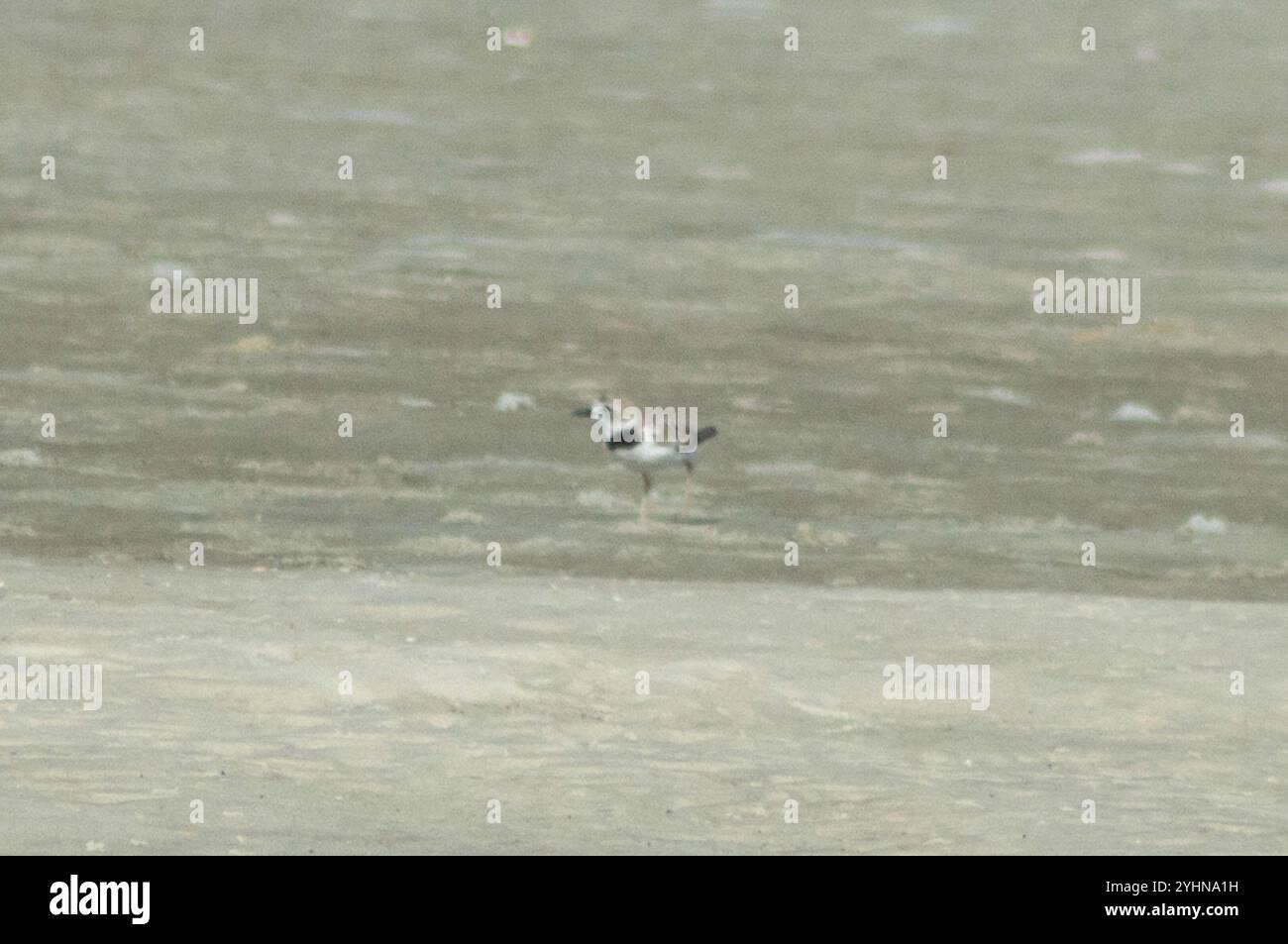 Anarhynchus wilsonia hi-res stock photography and images - Alamy