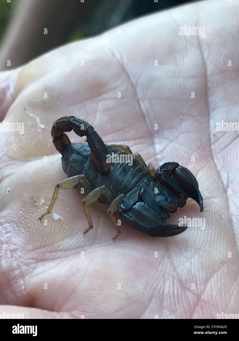 Western Forest Scorpion (Uroctonus mordax Stock Photo - Alamy