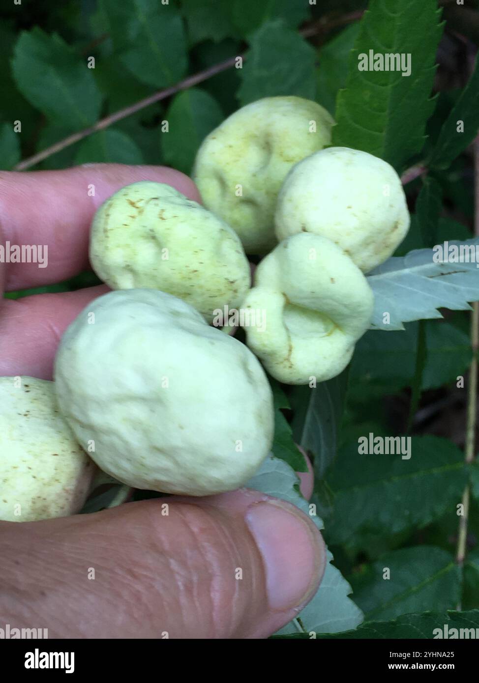 Sumac Gall Aphid (Melaphis rhois Stock Photo - Alamy