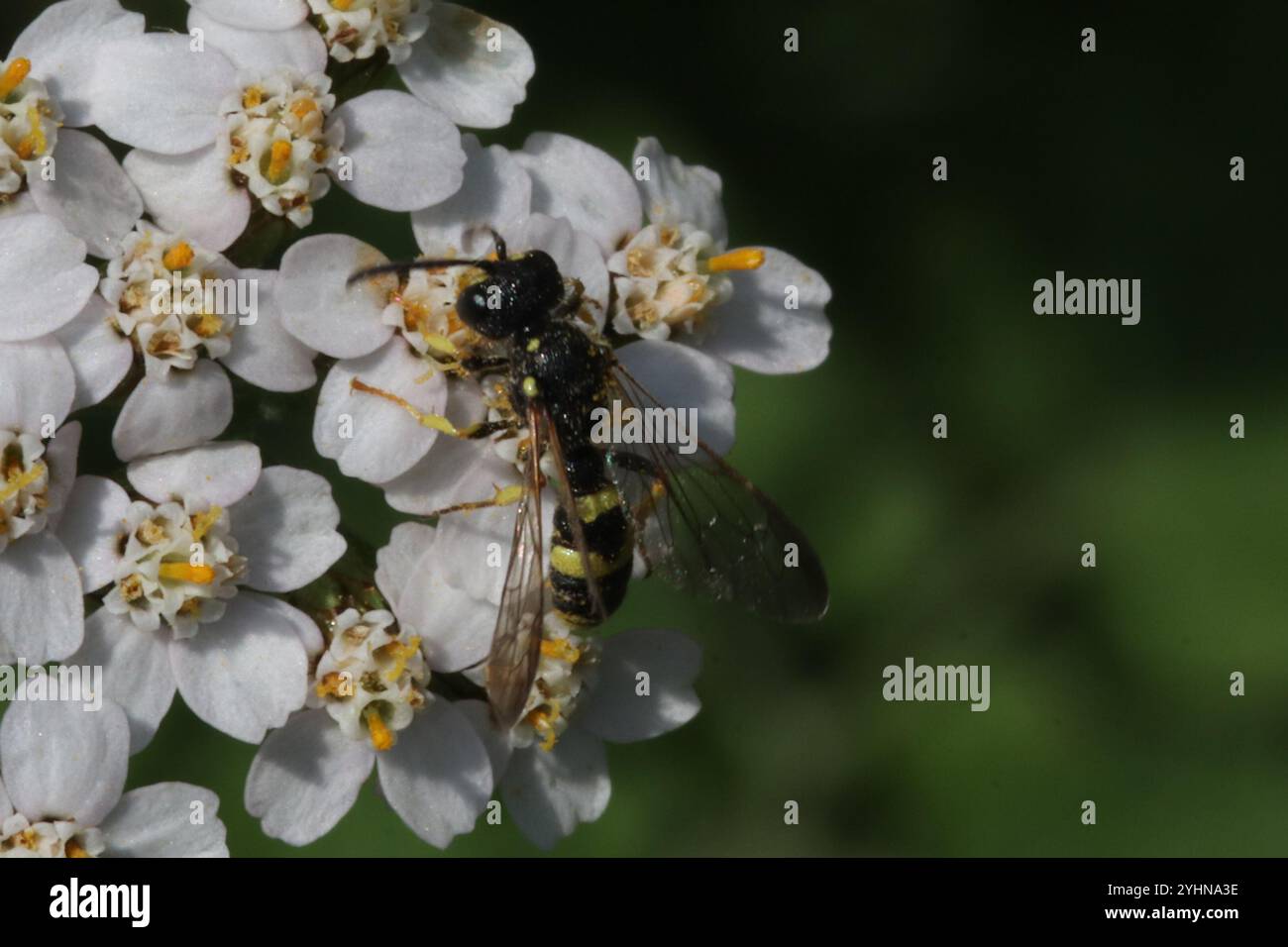 Ornate-tailed Digger Wasp (Cerceris rybyensis Stock Photo - Alamy