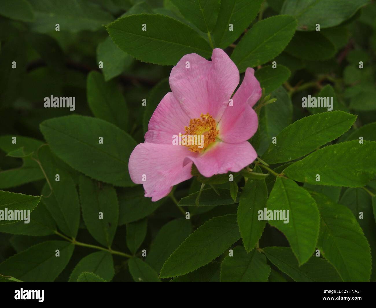 swamp rose (Rosa palustris Stock Photo - Alamy