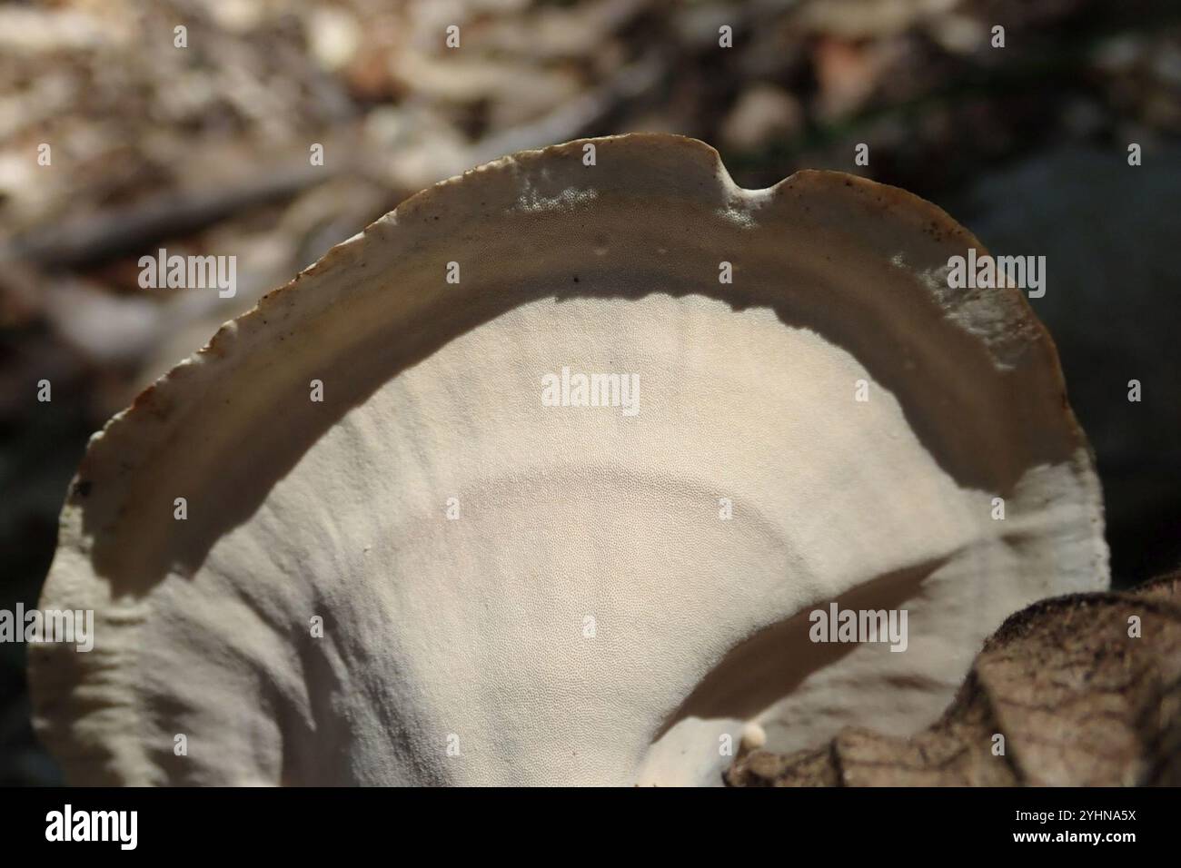 yellow stemmed micropore (Microporus xanthopus Stock Photo - Alamy