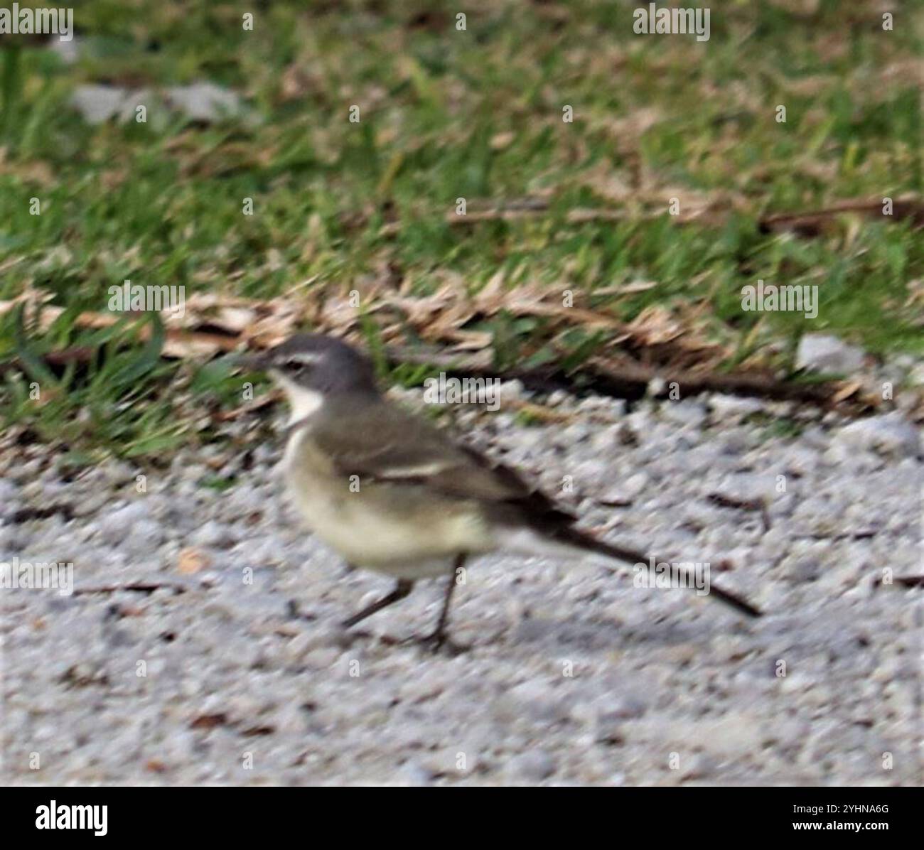 Common Cape Wagtail (Motacilla capensis capensis Stock Photo - Alamy