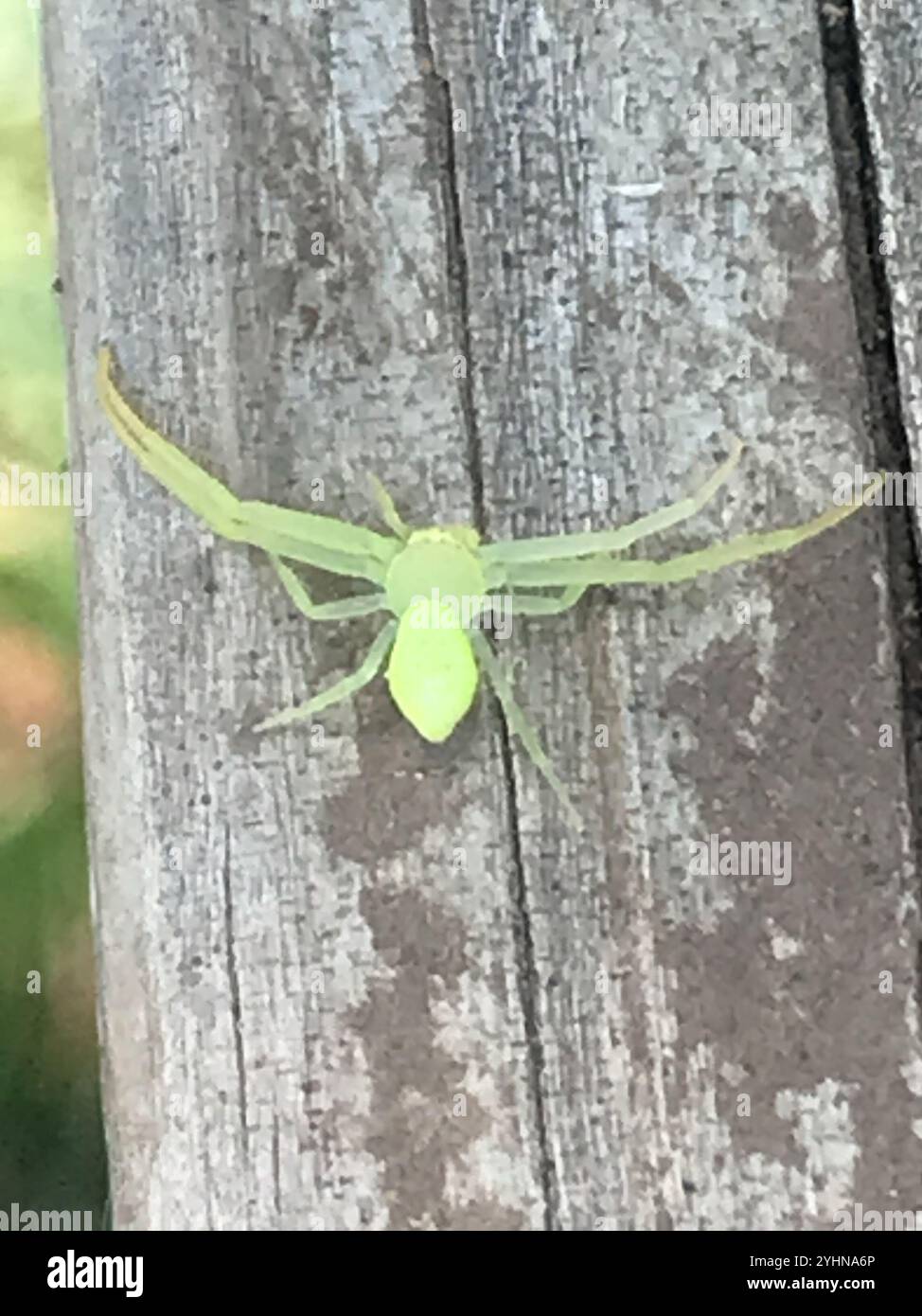 American Green Crab Spider (Misumessus oblongus Stock Photo - Alamy