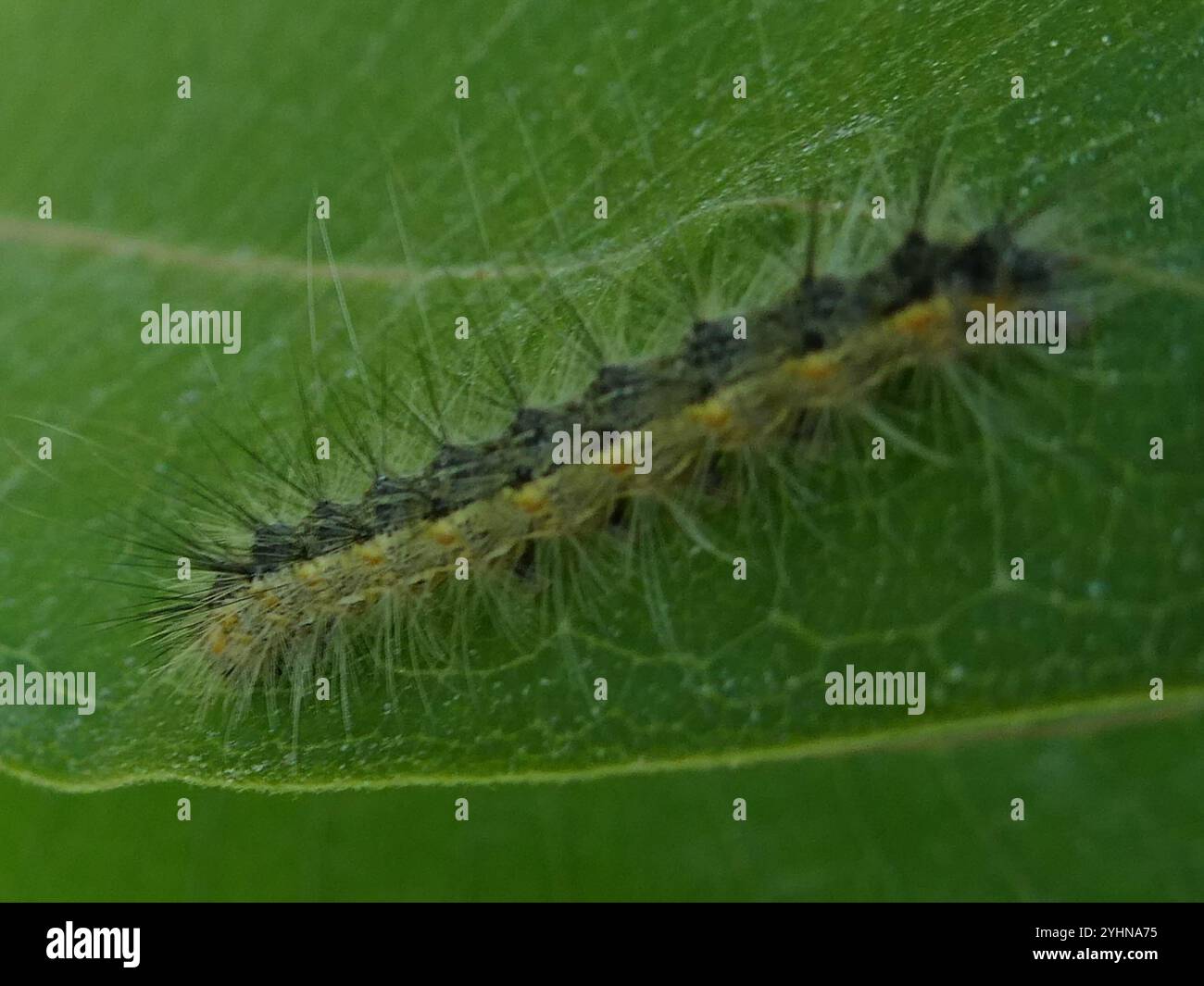 Fall Webworm Moth (Hyphantria cunea Stock Photo - Alamy
