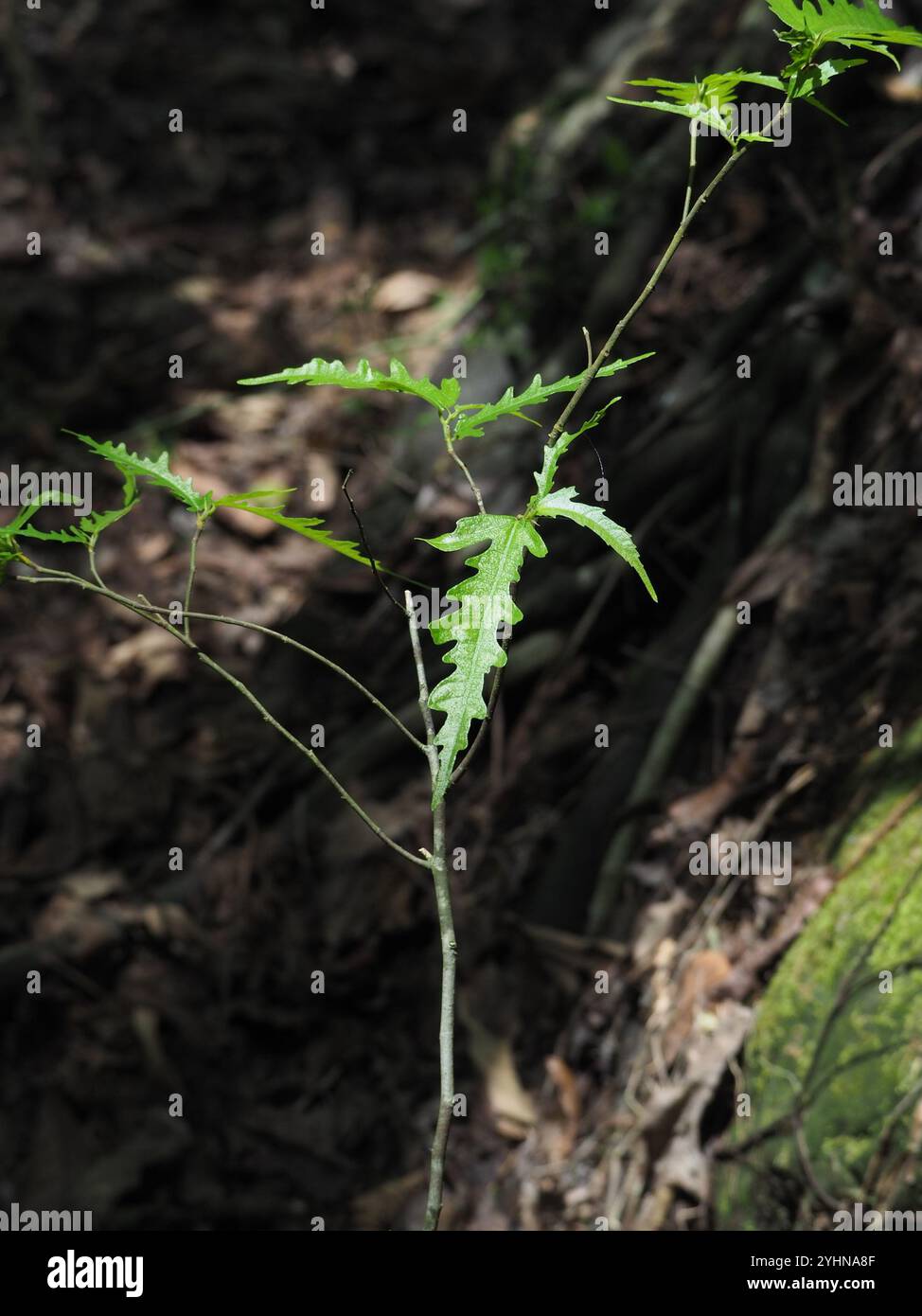 King's Fig (Ficus ampelos Stock Photo - Alamy