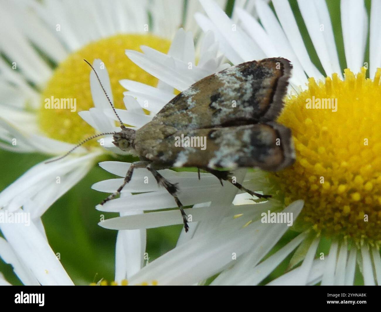 Apple Leaf Skeletonizer Moth (Choreutis pariana Stock Photo - Alamy