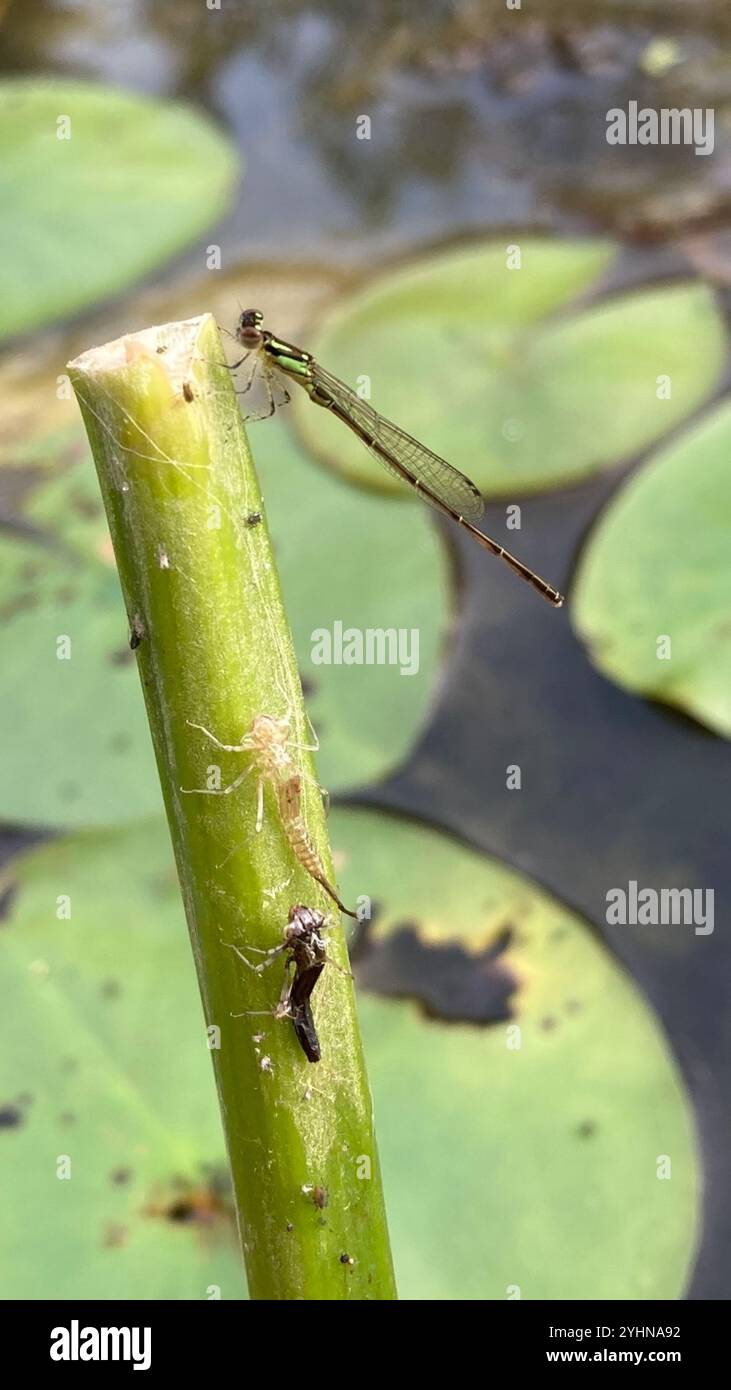 Fragile Forktail (Ischnura posita Stock Photo - Alamy
