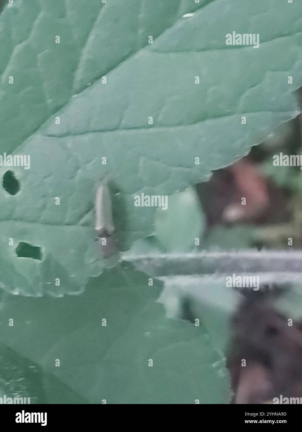 Click Beetles (Elateridae Stock Photo - Alamy