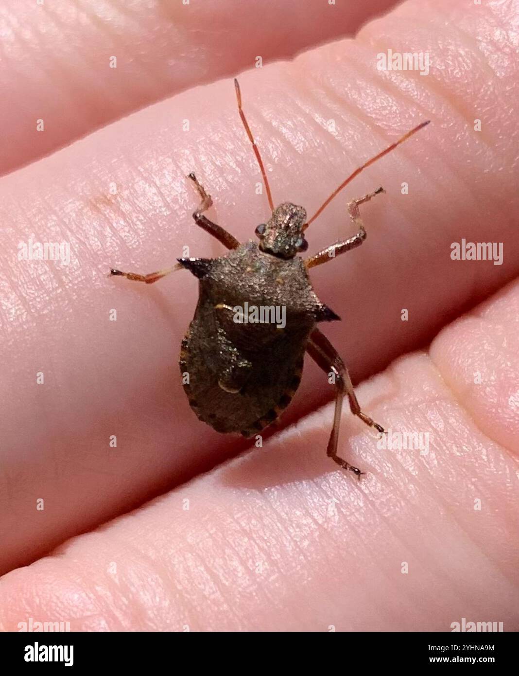 Spiny Shield Bug (Picromerus bidens Stock Photo - Alamy