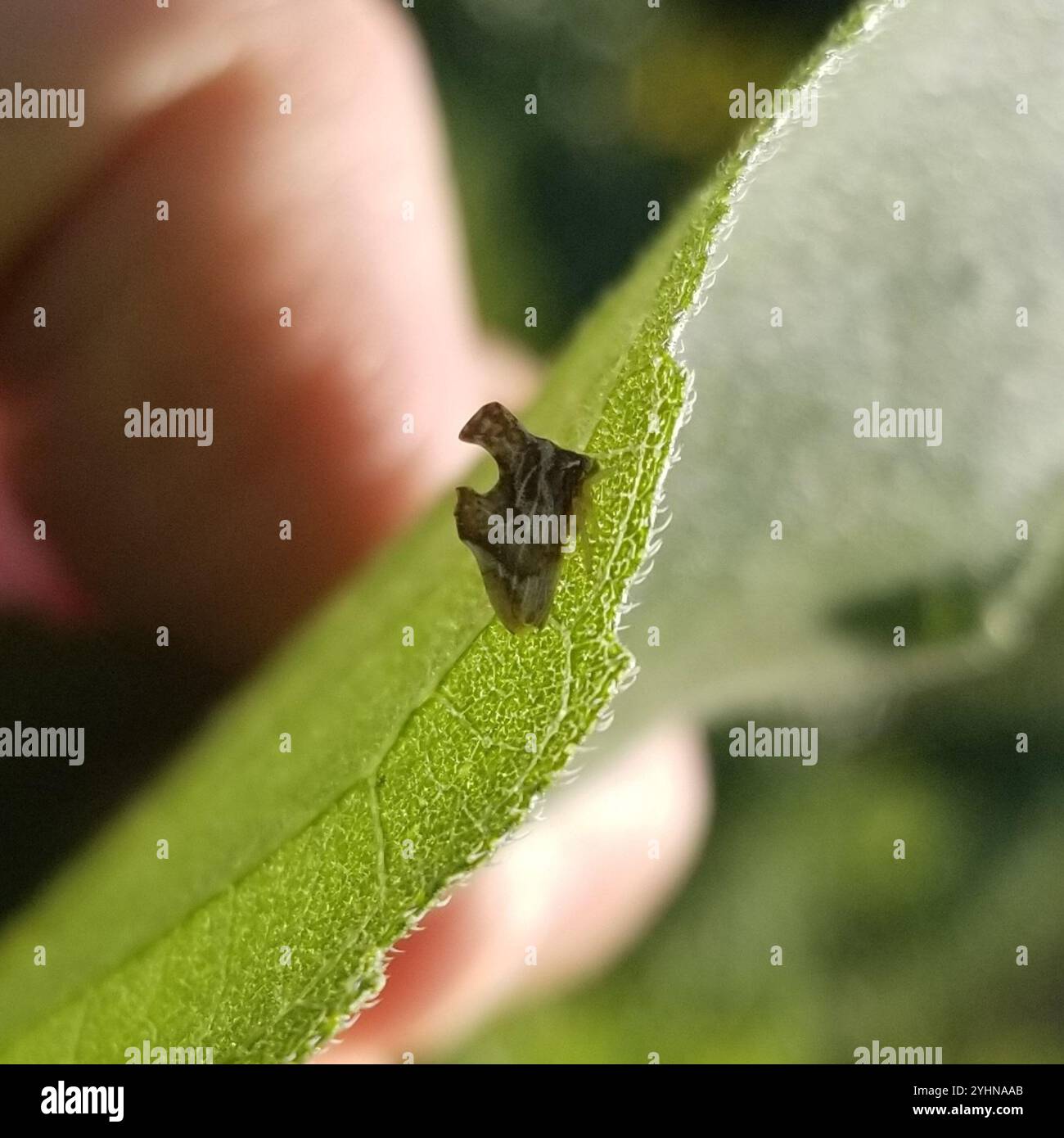 Keeled Treehopper (Entylia carinata Stock Photo - Alamy