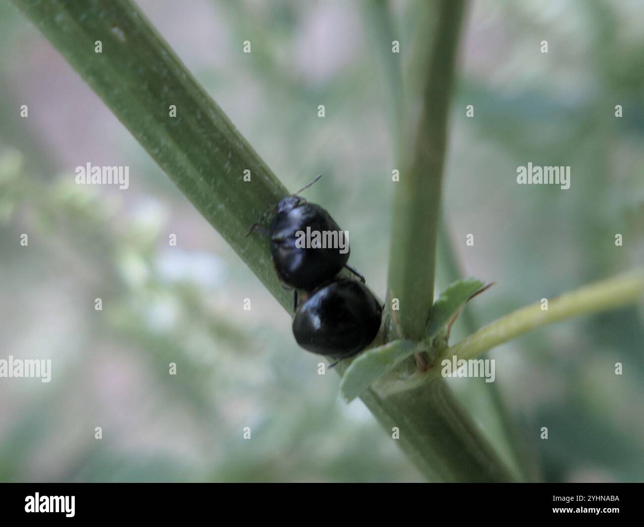soot sprite (Coptosoma scutellatum Stock Photo - Alamy