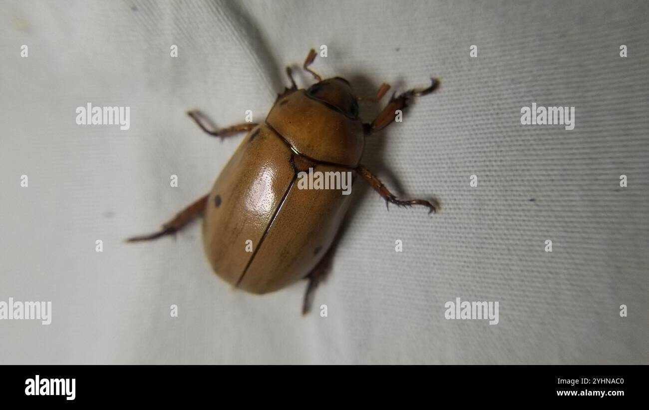 Grapevine Beetle (Pelidnota punctata Stock Photo - Alamy