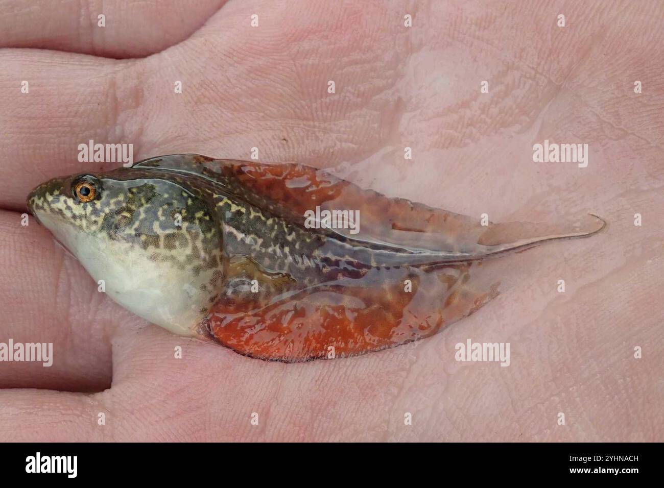 Senegal Running Frog (Kassina senegalensis Stock Photo - Alamy