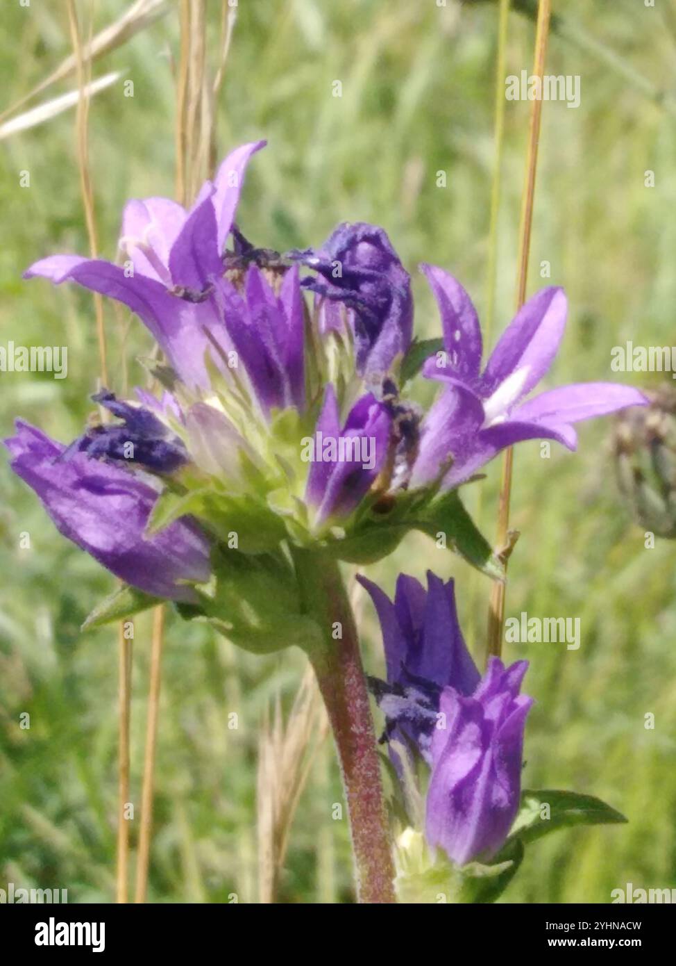clustered bellflower (Campanula glomerata Stock Photo - Alamy