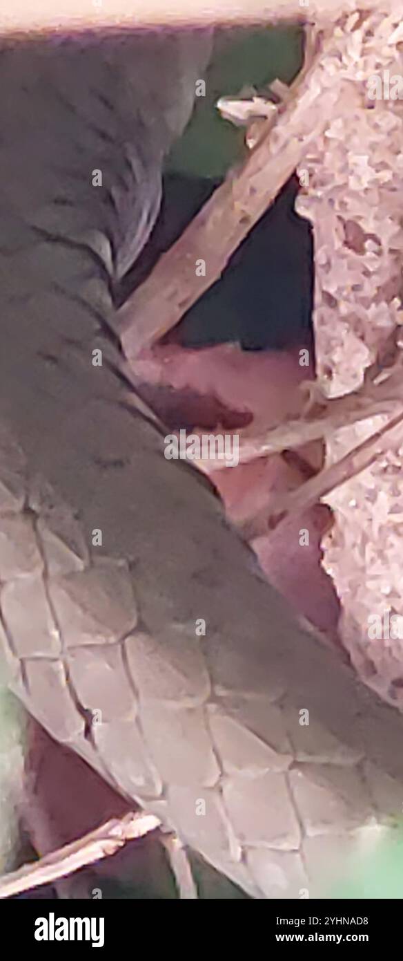 Colubrine Snakes (Colubrinae Stock Photo - Alamy