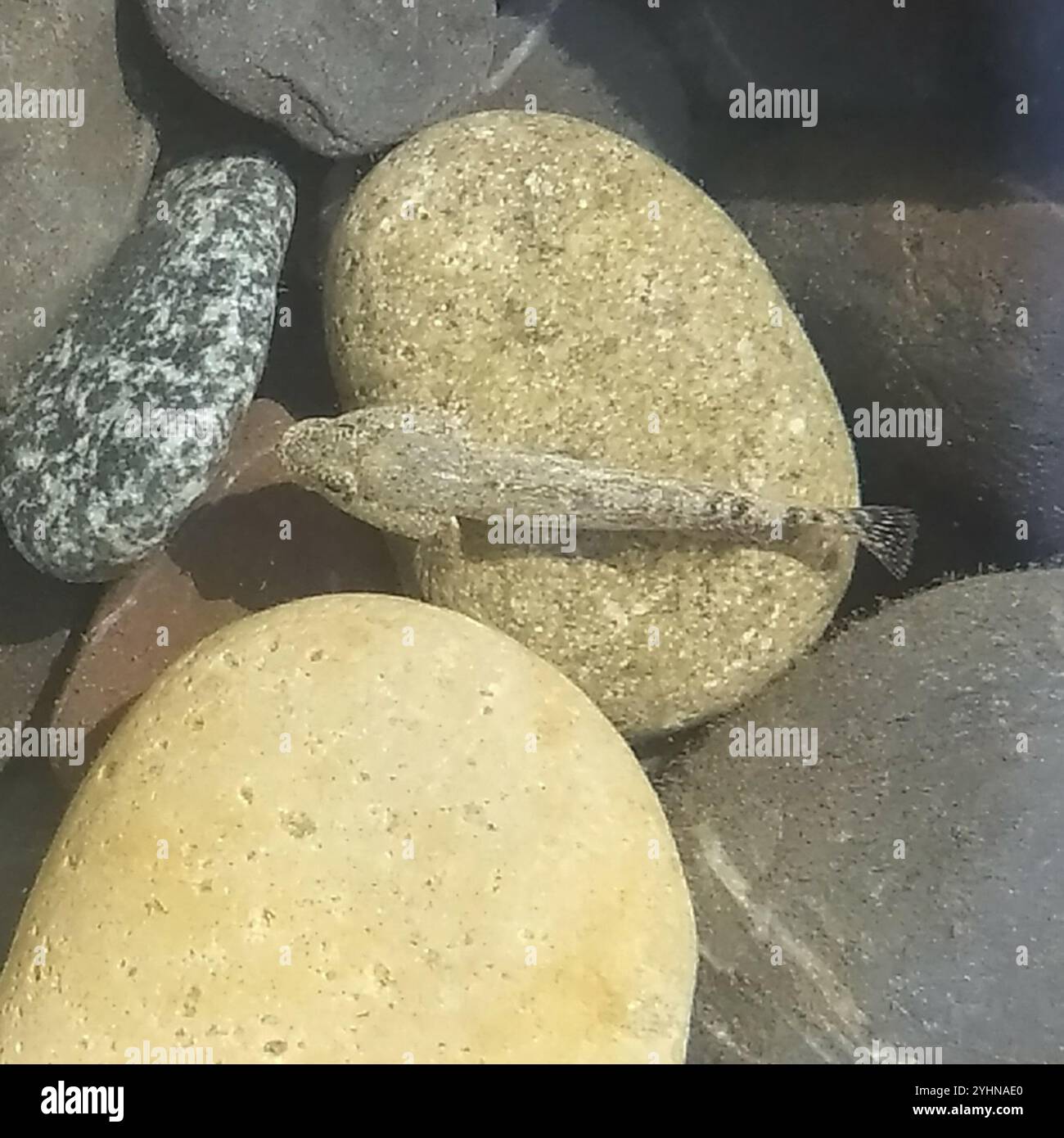 Gobius cobitis hi-res stock photography and images - Alamy