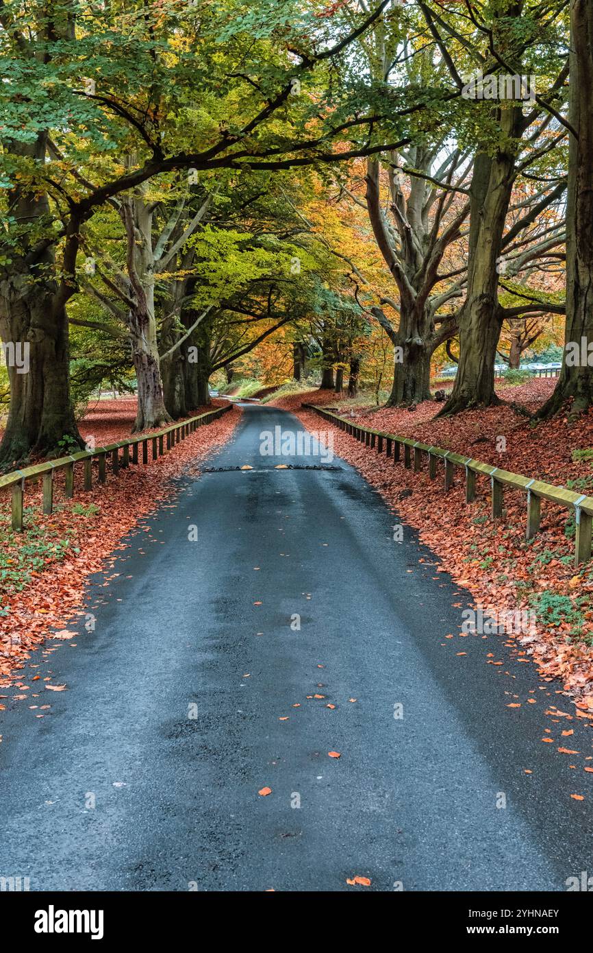 Autumn Colours in Mote Park in Maidstone, Kent, England Stock Photo - Alamy