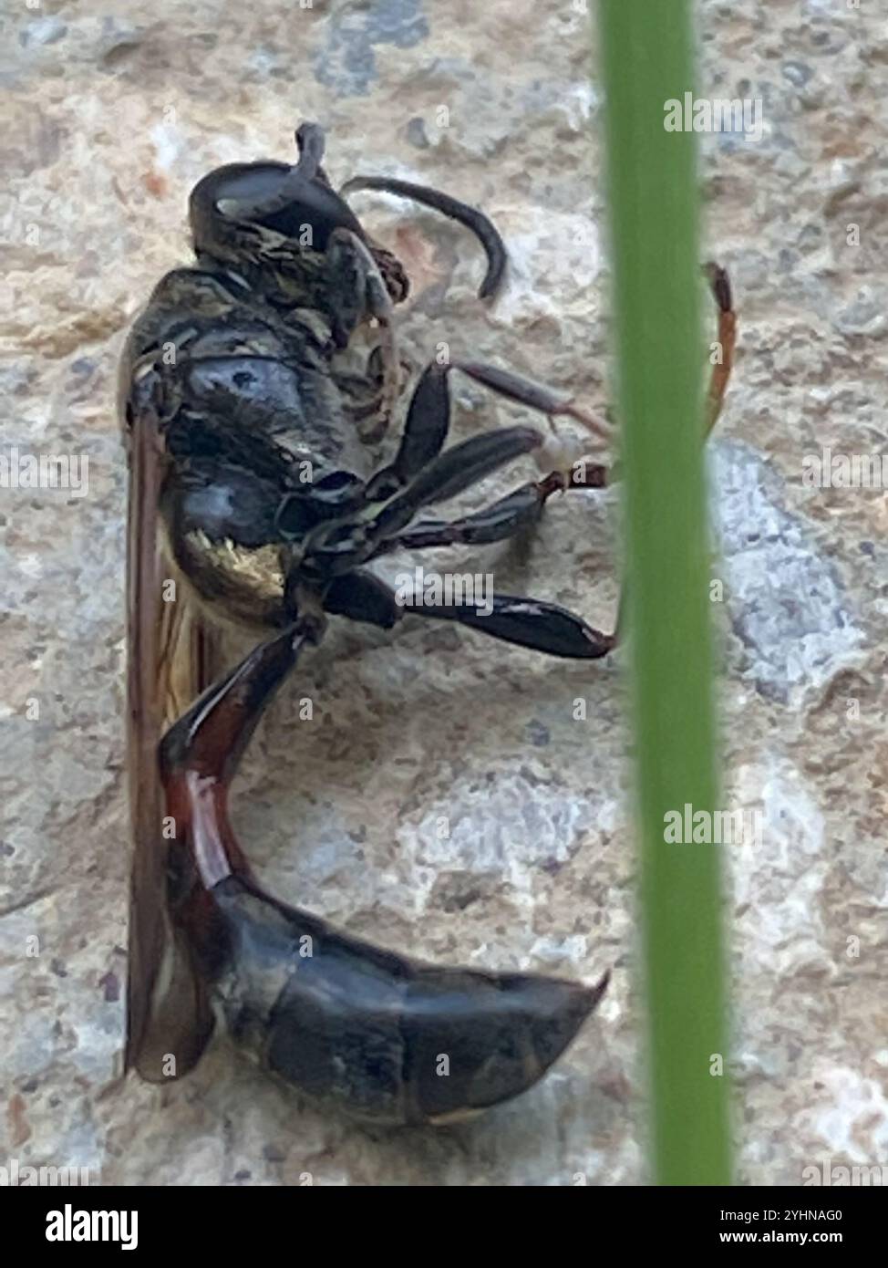 Square-headed Wasps, Sand Wasps, and Allies (Crabronidae Stock Photo ...